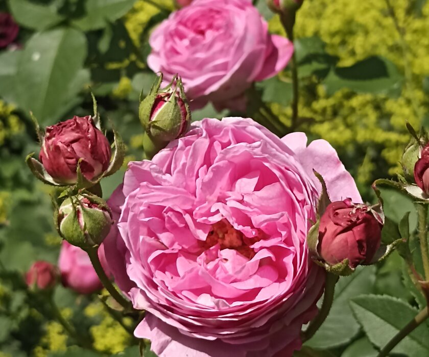 Státní zámek Nebílovy - 1